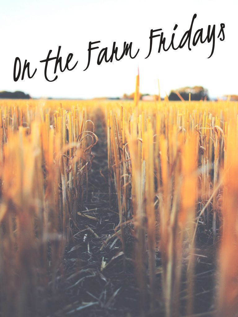 On the Farm Fridays | Broadwater Conservation District